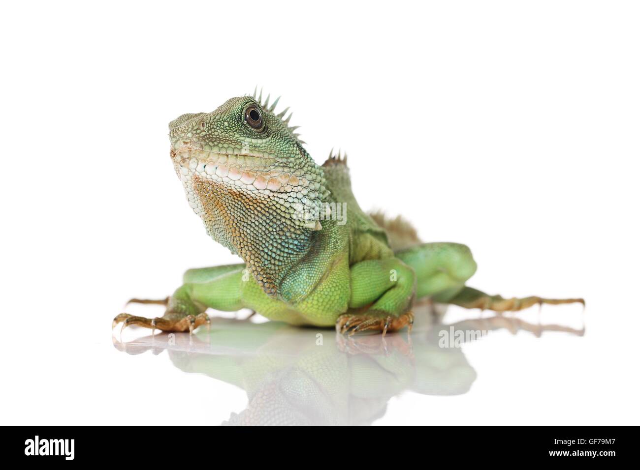 Asian water dragon hi-res stock photography and images - Alamy
