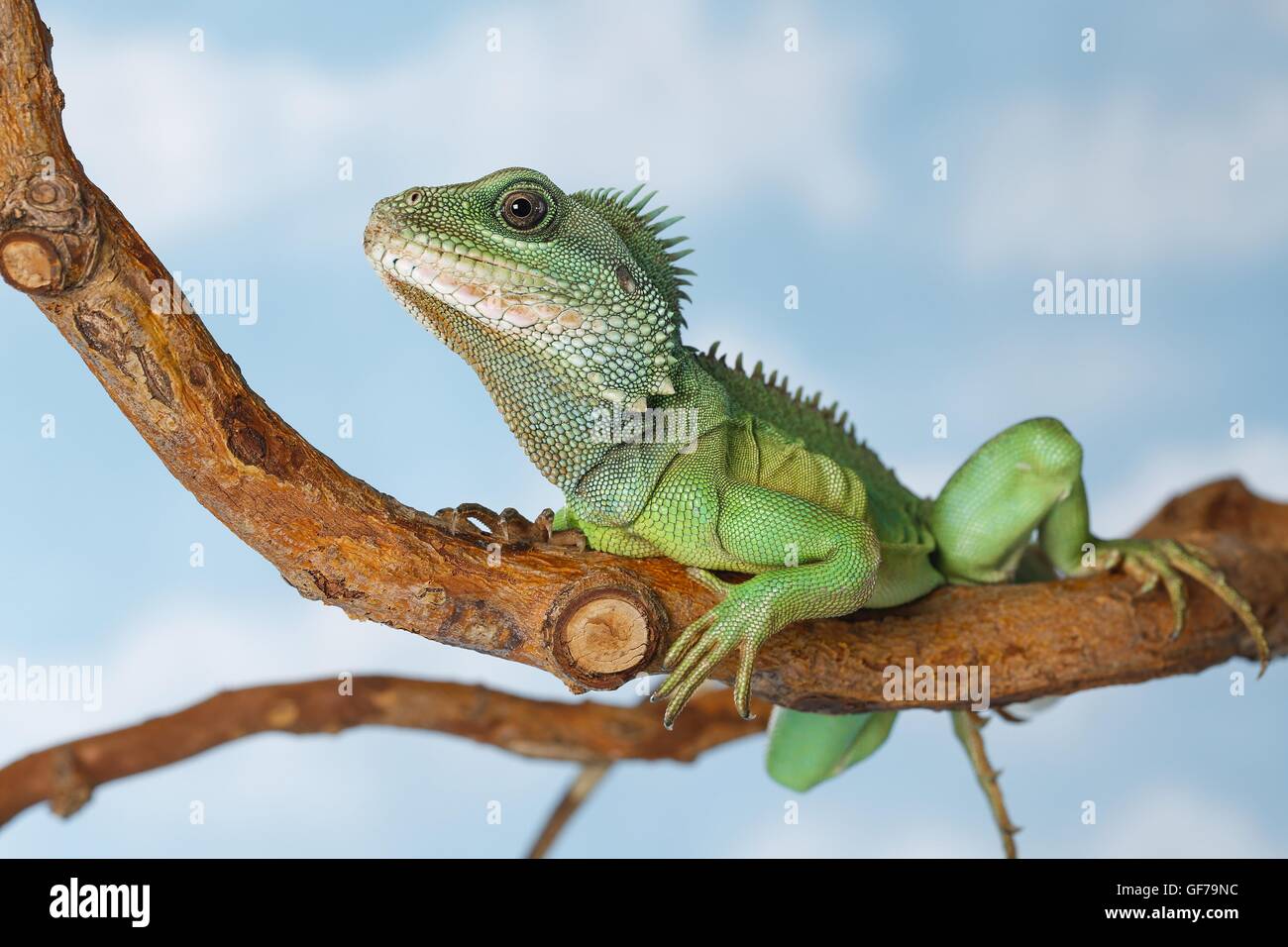 Asian water dragon Stock Photo - Alamy