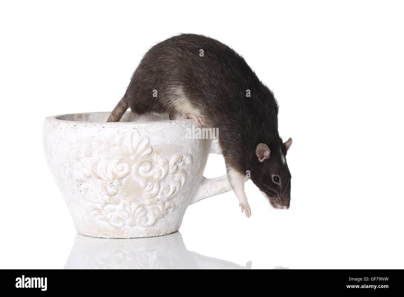 climbing fancy rat Stock Photo - Alamy