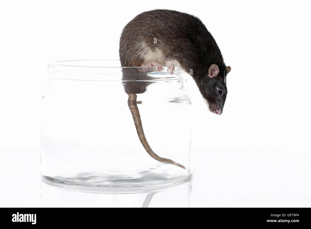 climbing fancy rat Stock Photo - Alamy