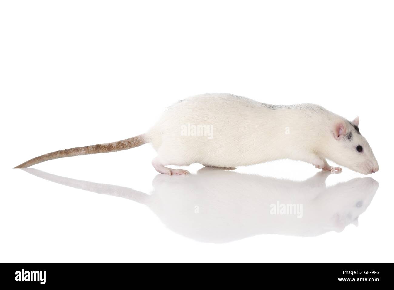 White running runs walking walks Cut Out Stock Images & Pictures - Alamy
