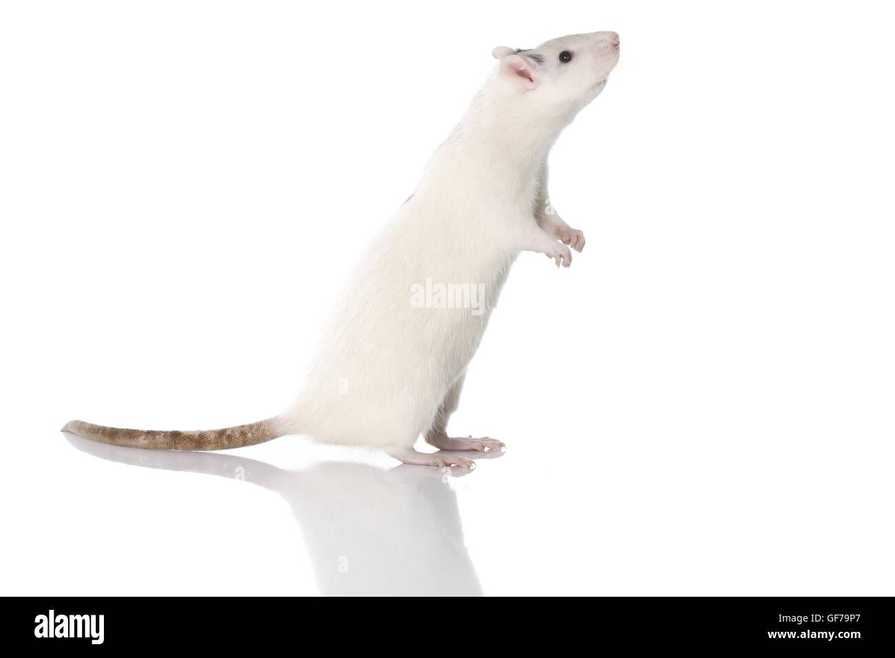 fancy rat at white background Stock Photo - Alamy