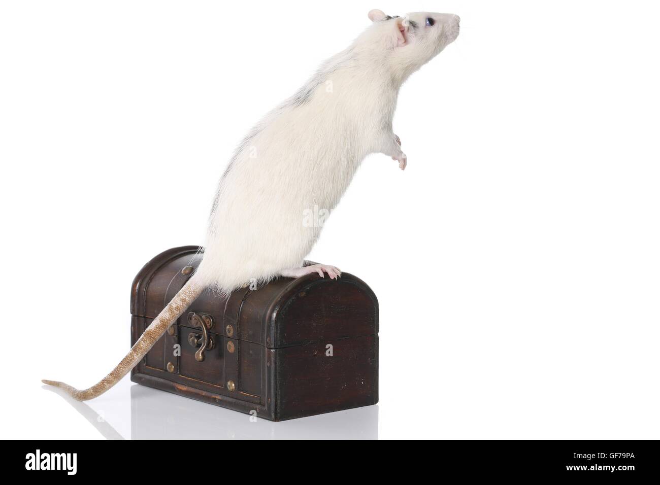 Chest single view hi-res stock photography and images - Alamy