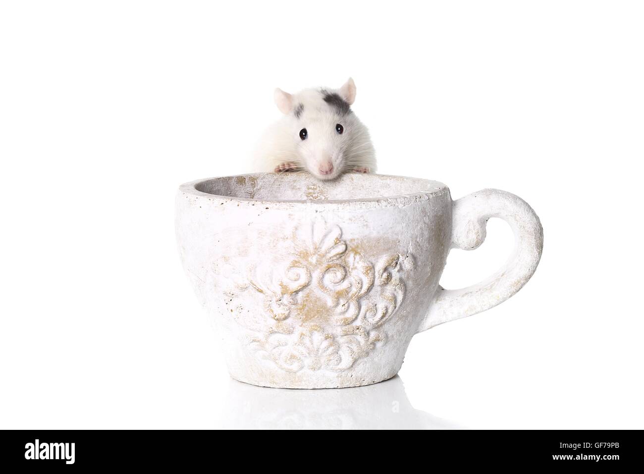 fancy rat at white background Stock Photo - Alamy