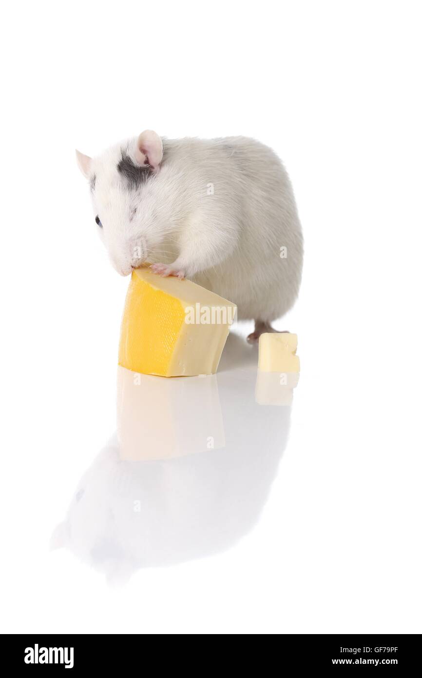 Eats small rats Cut Out Stock Images & Pictures - Alamy