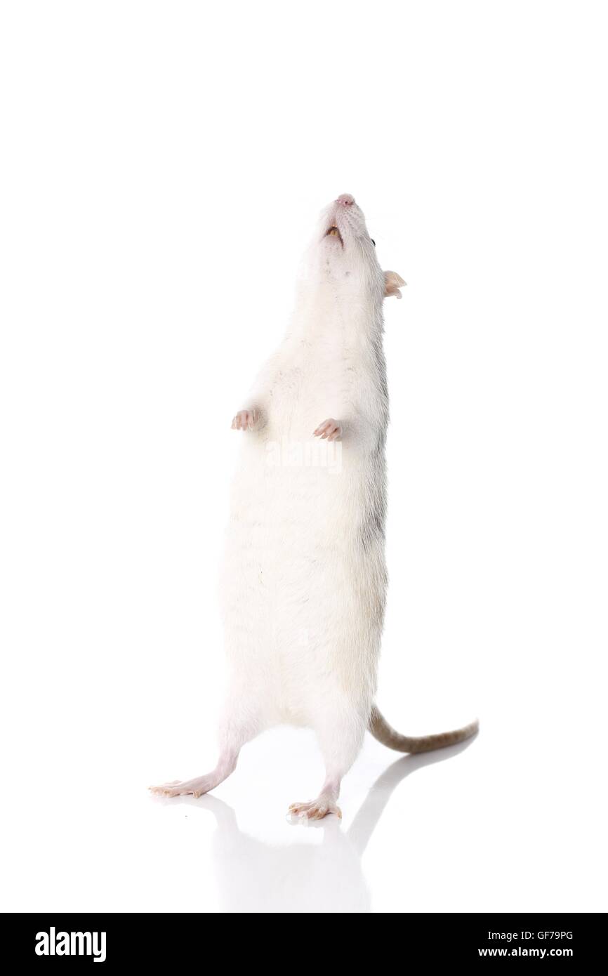 fancy rat at white background Stock Photo - Alamy