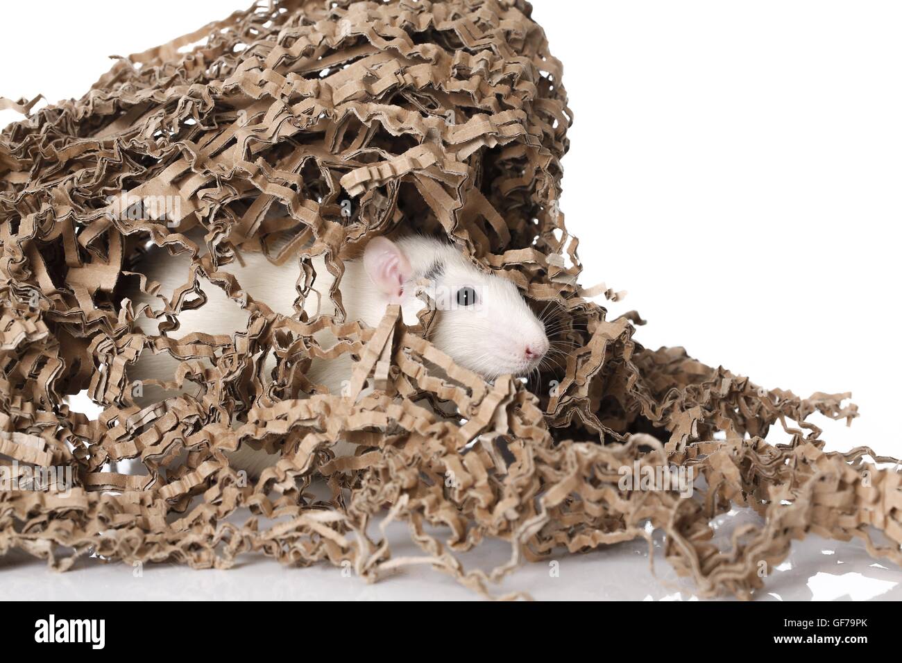 fancy rat at white background Stock Photo - Alamy