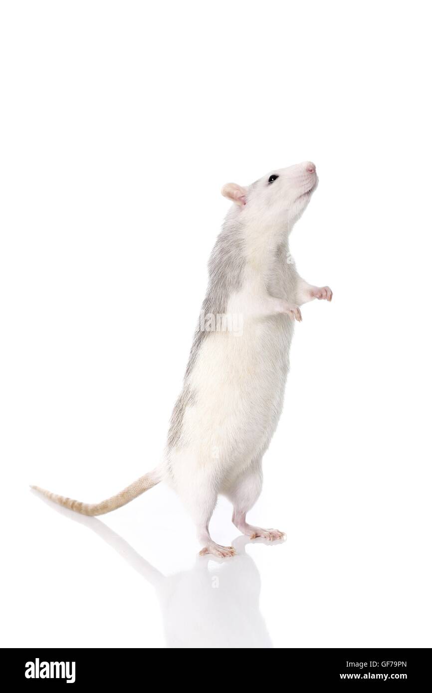 fancy rat at white background Stock Photo - Alamy