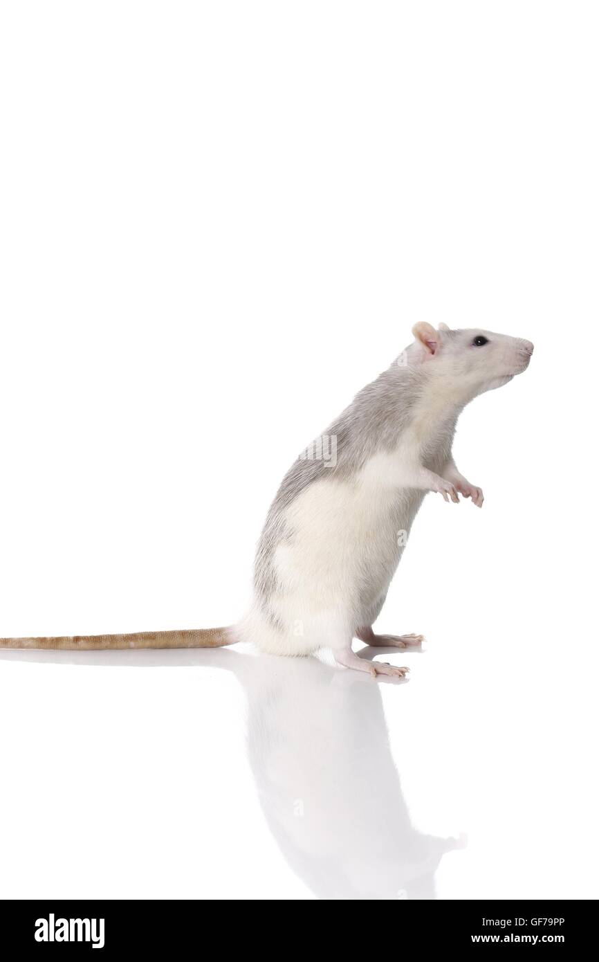 fancy rat at white background Stock Photo - Alamy