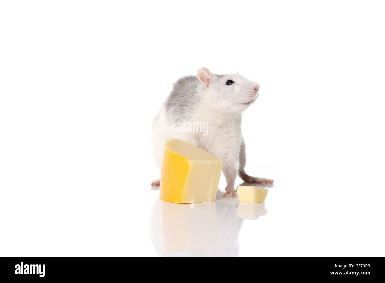 Rat rats come out to feed hi-res stock photography and images - Alamy