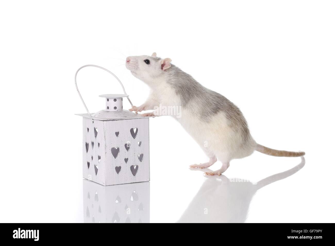 fancy rat at white background Stock Photo - Alamy