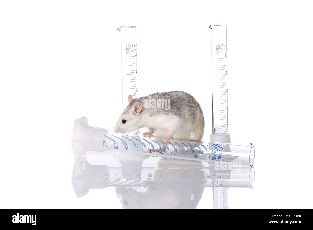 Laboratory rat hi-res stock photography and images - Alamy