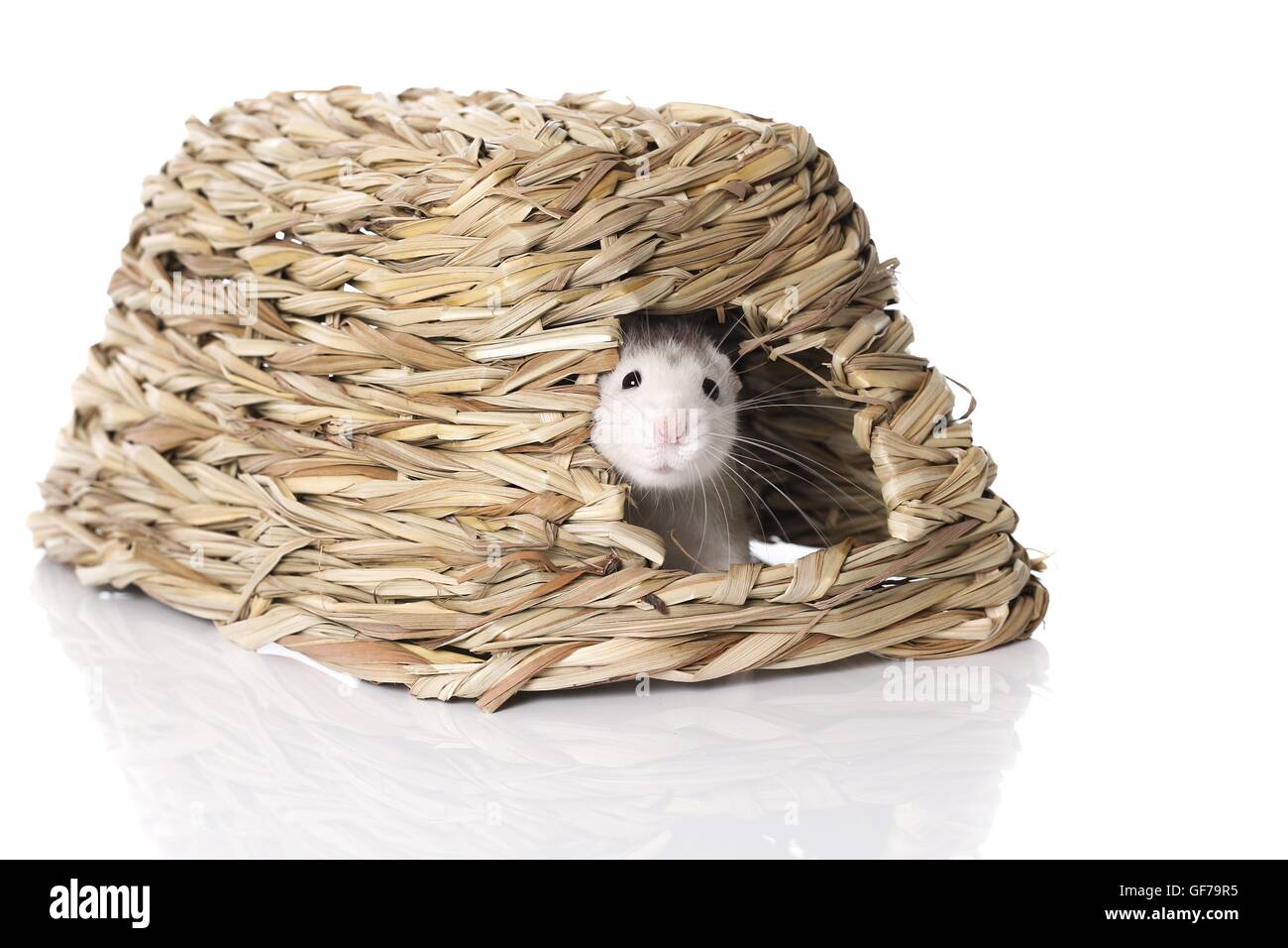 fancy rat at white background Stock Photo - Alamy