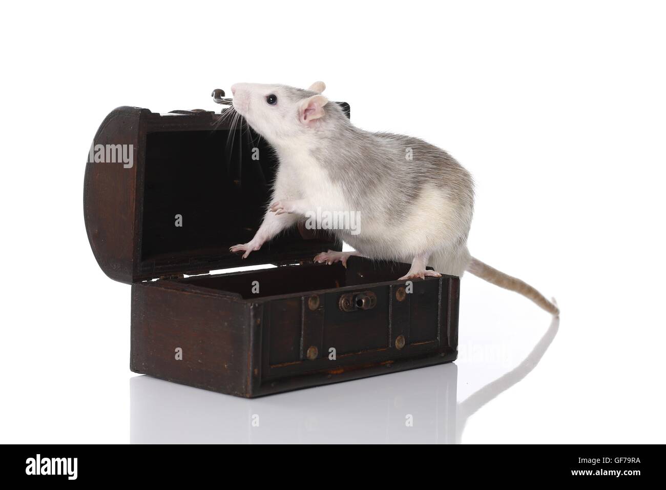 Chest lateral hi-res stock photography and images - Alamy