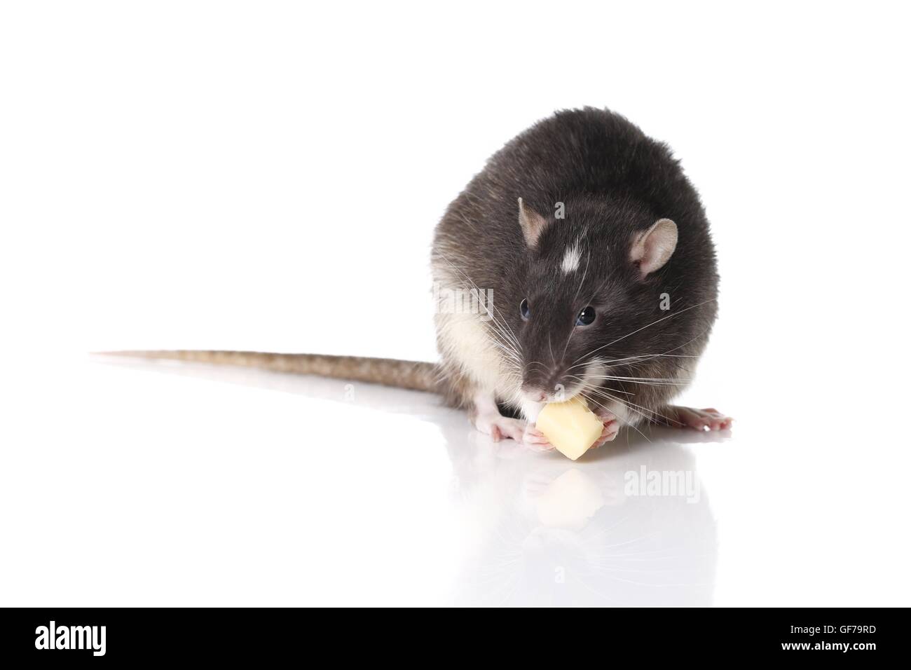 Rats eating Cut Out Stock Images & Pictures - Alamy