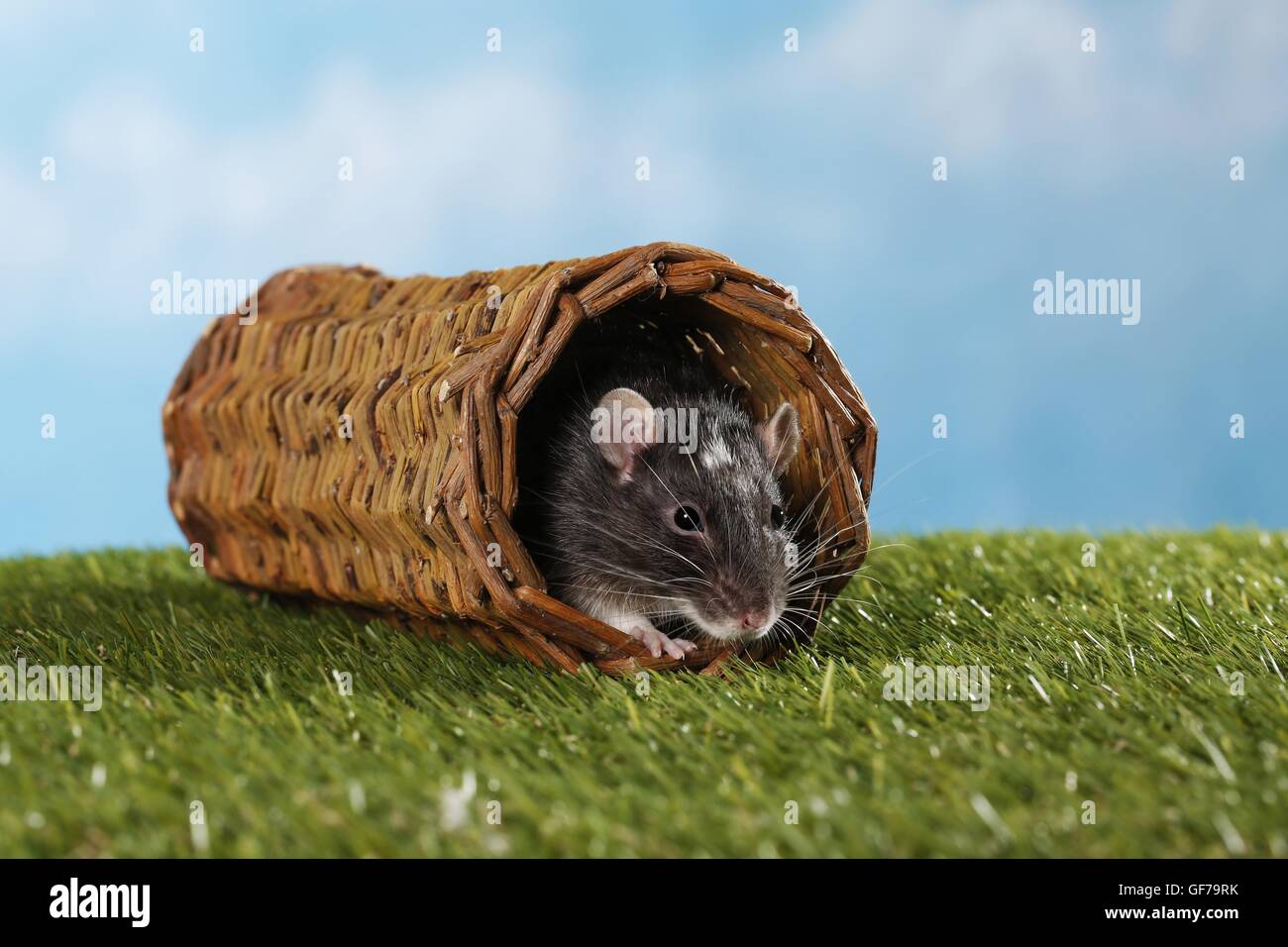Rats of the sky hi-res stock photography and images - Alamy