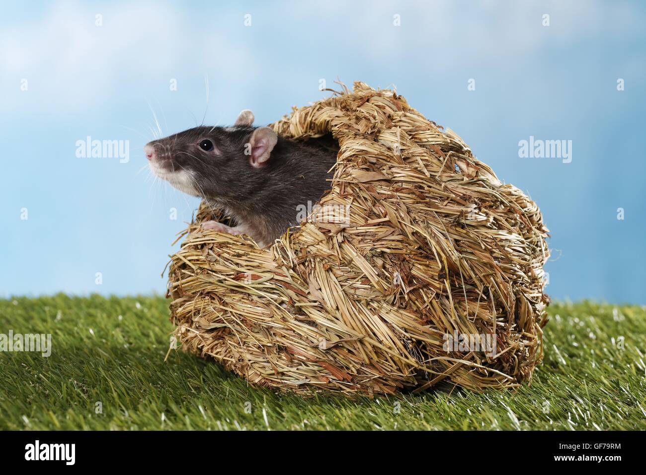 Fancy nature hi-res stock photography and images - Alamy