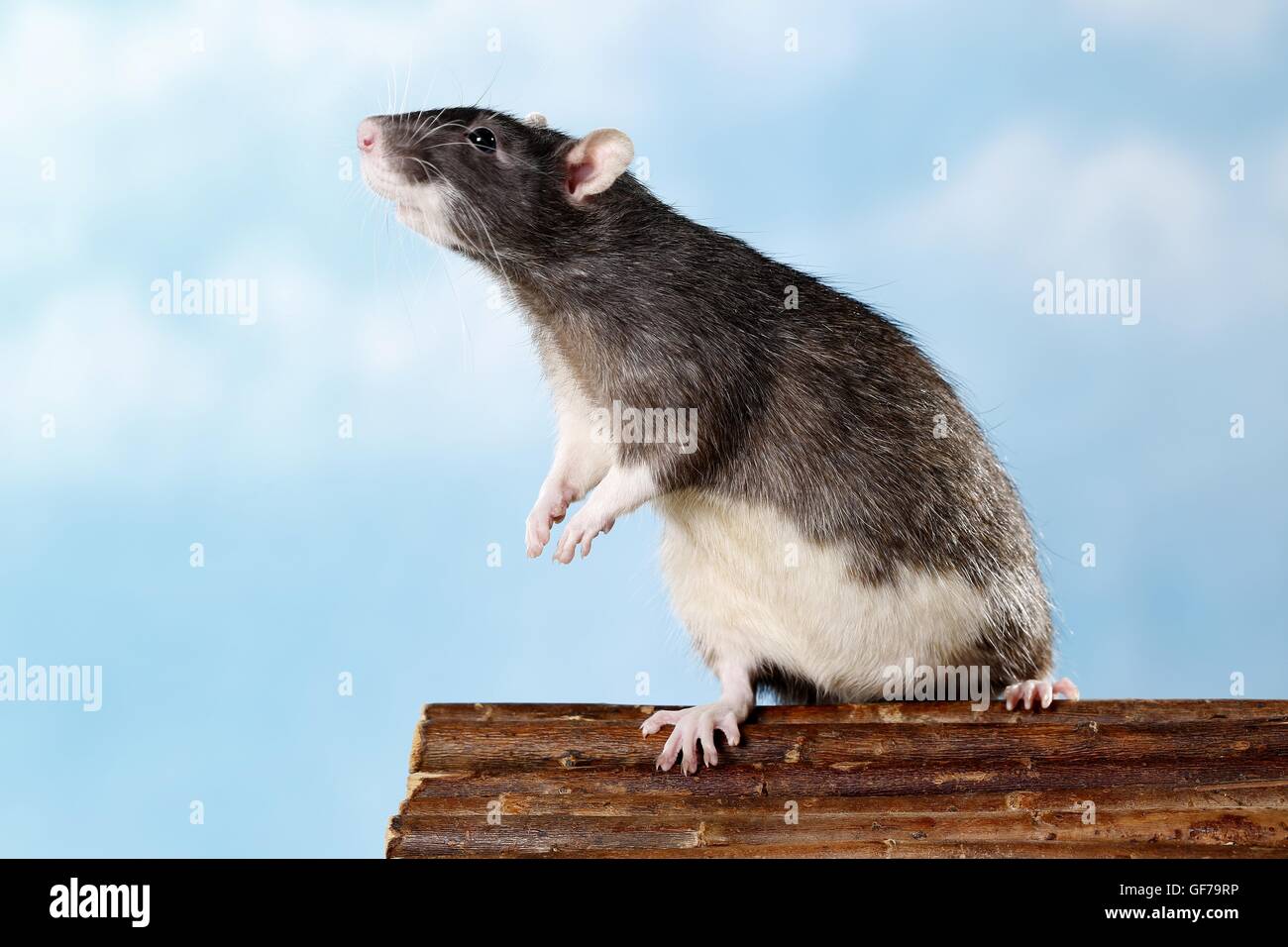 Cloud rat hi-res stock photography and images - Alamy