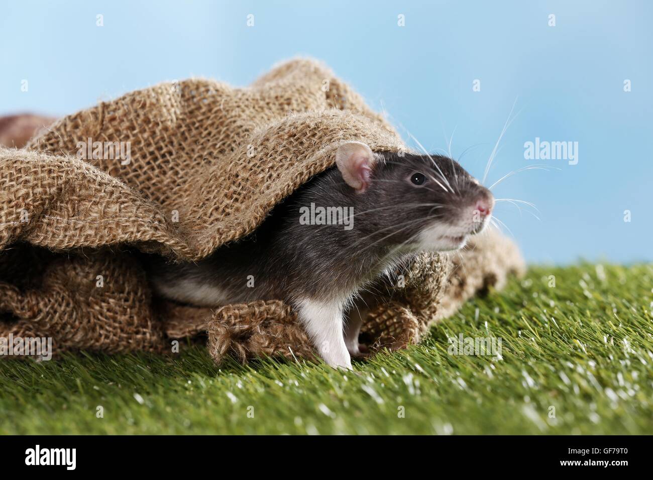 Rats of the sky hi-res stock photography and images - Alamy