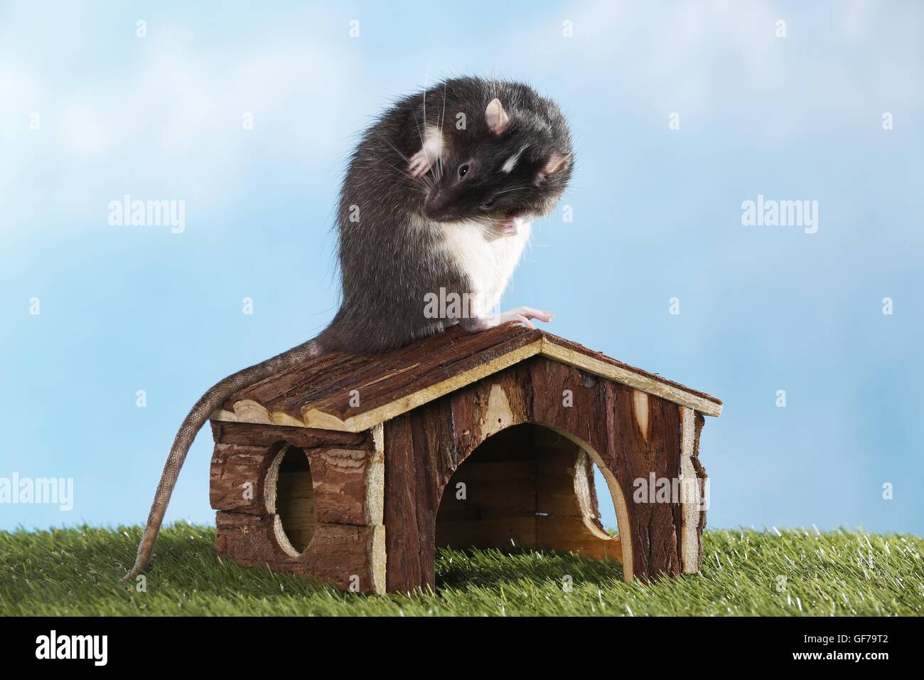 Grooming Rat High Resolution Stock Photography and Images - Alamy