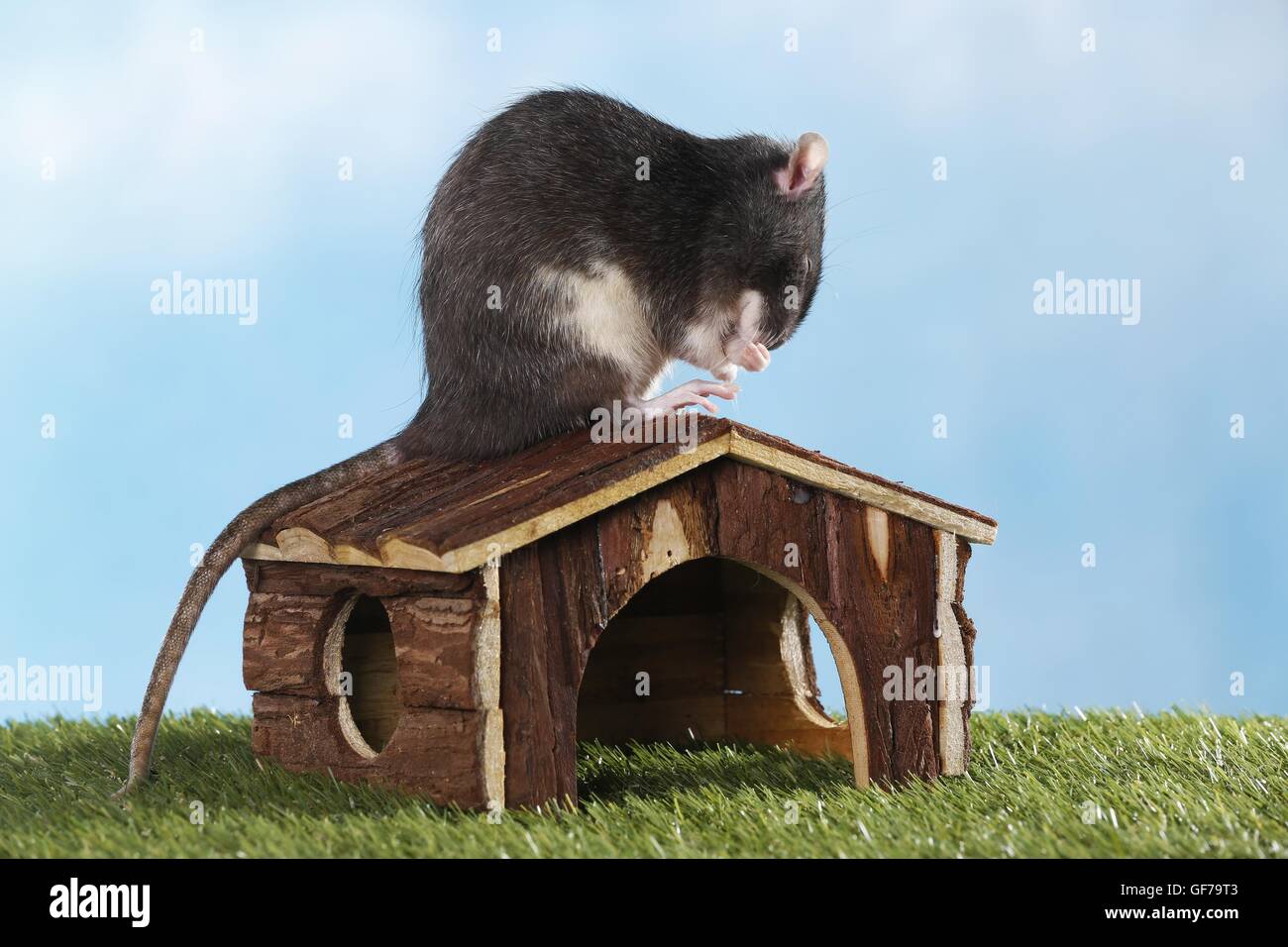 Grooming Rat High Resolution Stock Photography and Images - Alamy