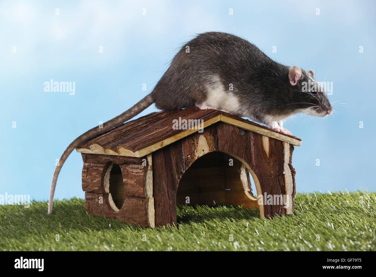 House rat hi-res stock photography and images - Alamy