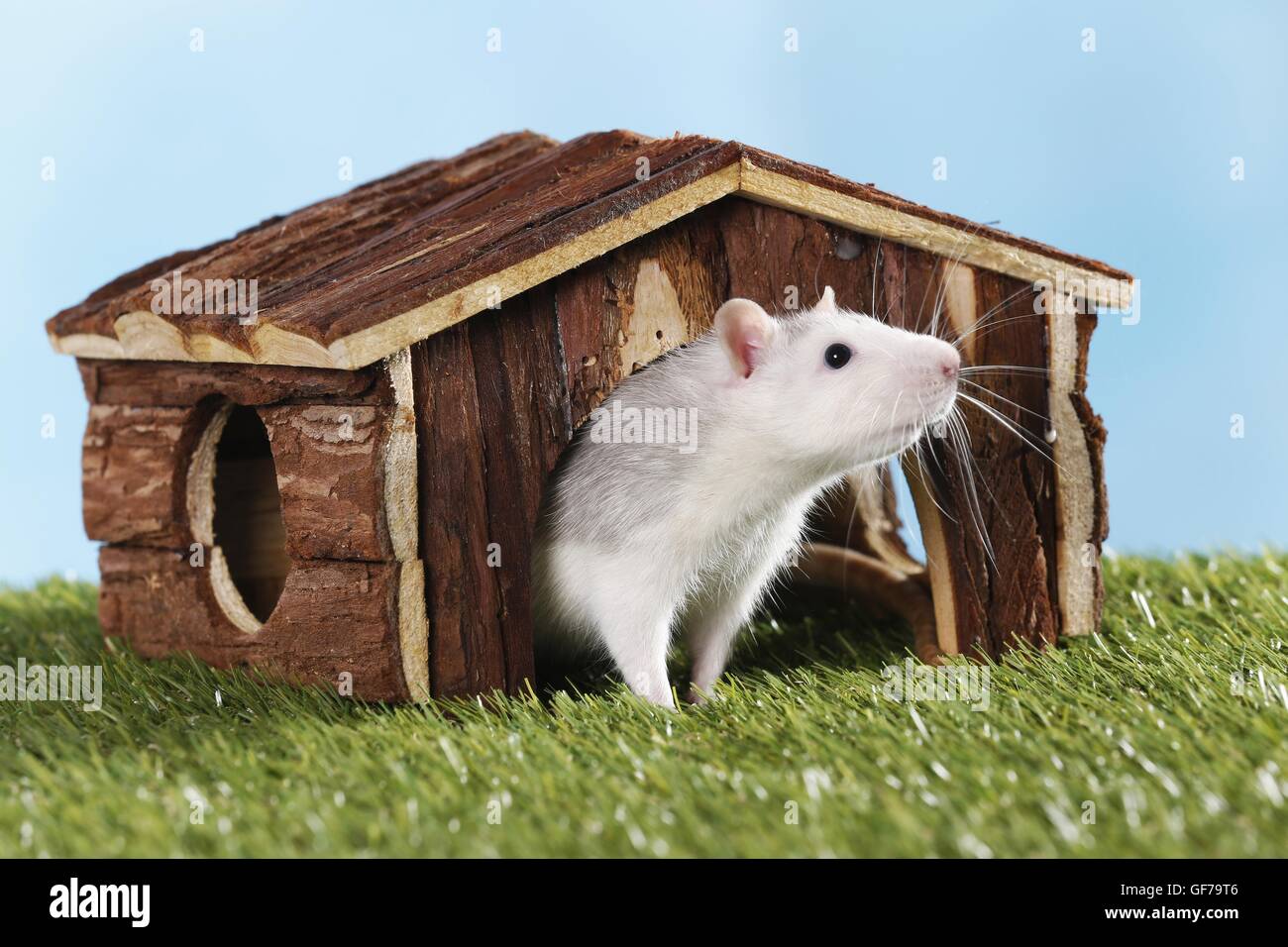 House rat hi-res stock photography and images - Alamy