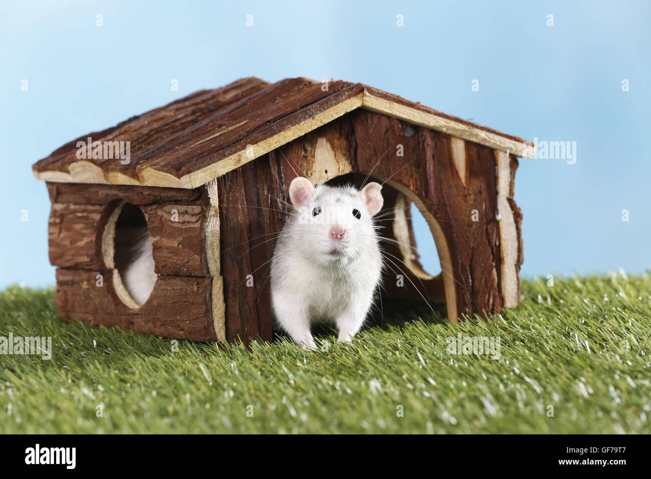 House rat hi-res stock photography and images - Alamy