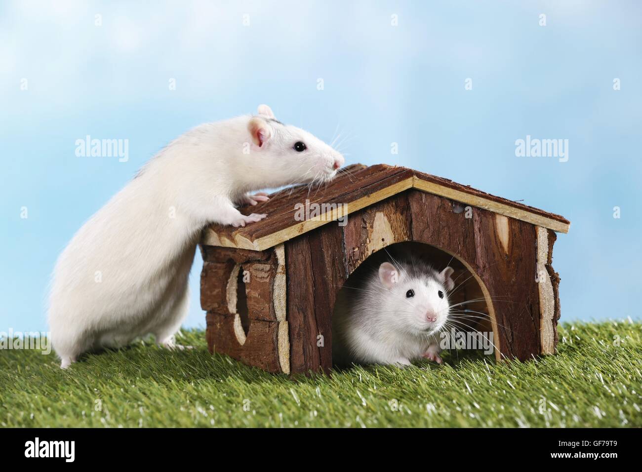 Rats hi-res stock photography and images - Alamy