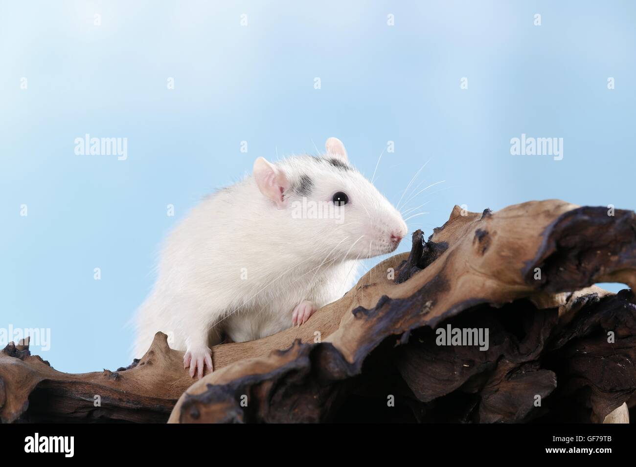 Grey rat hi-res stock photography and images - Alamy