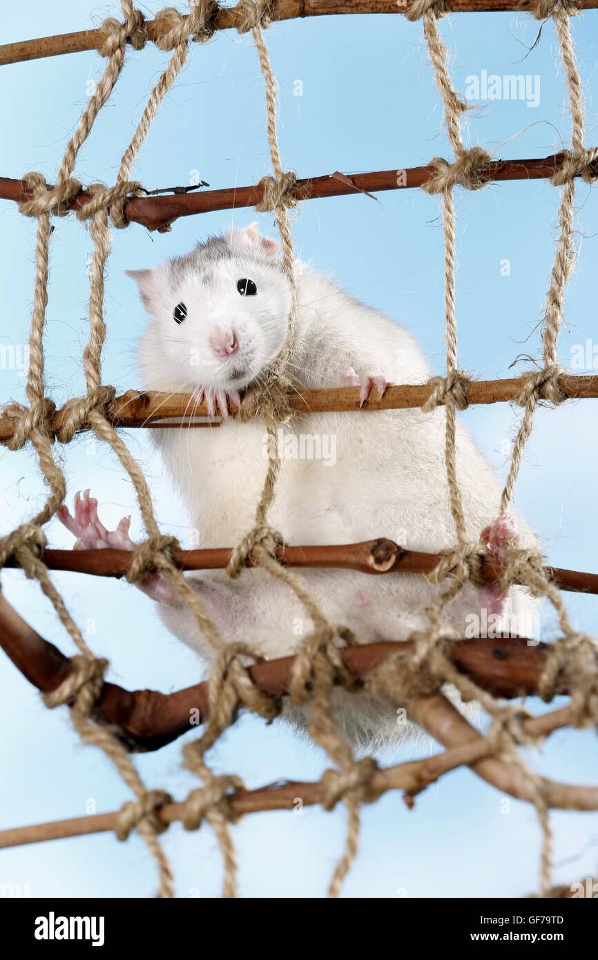 climbing fancy rat Stock Photo - Alamy