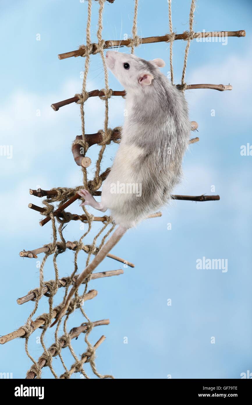 climbing fancy rat Stock Photo - Alamy