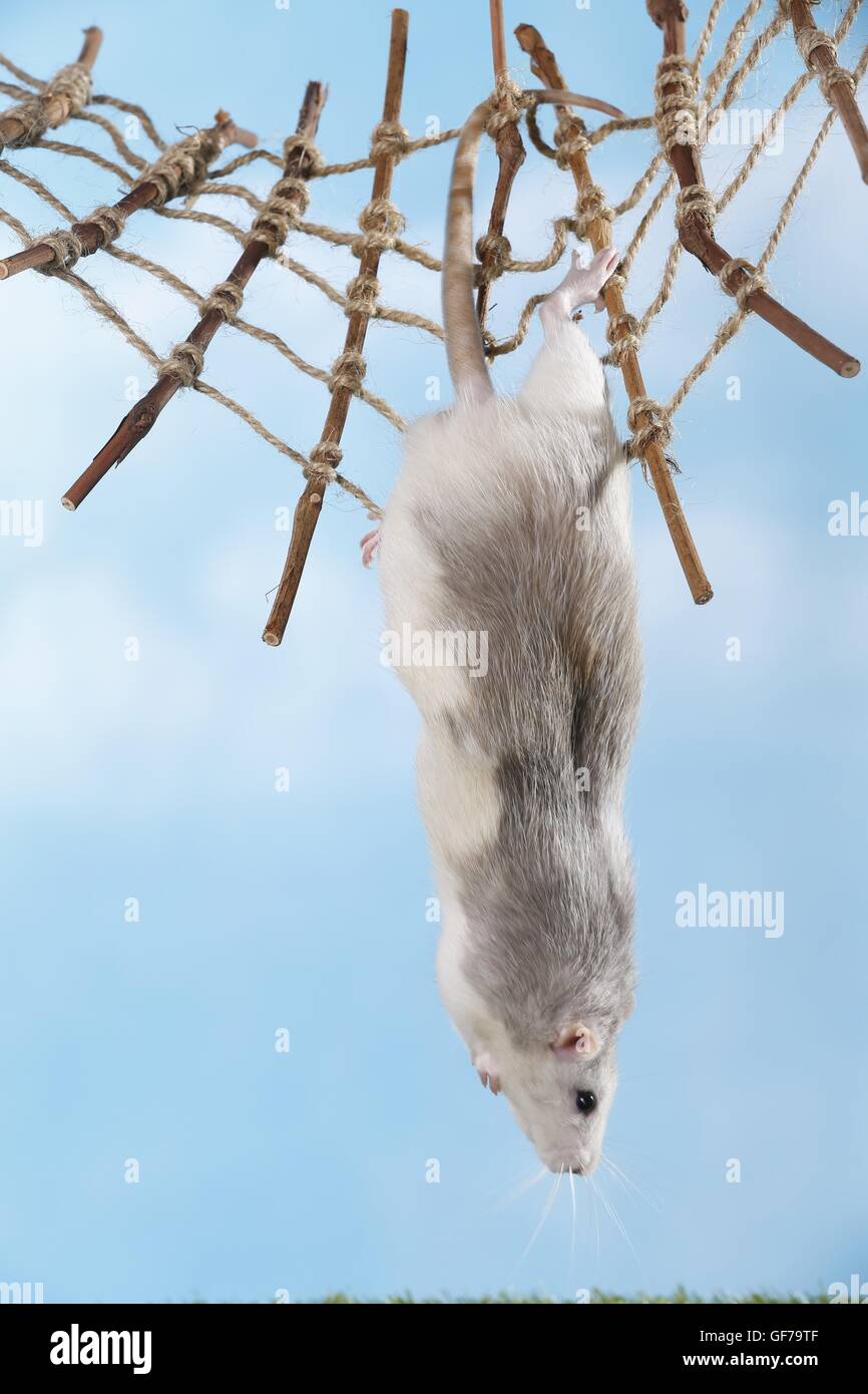 climbing fancy rat Stock Photo - Alamy