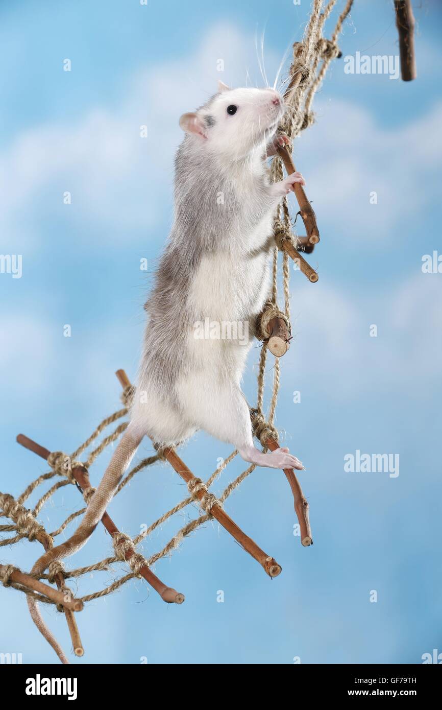 Climbing Ship Side High Resolution Stock Photography and Images - Alamy