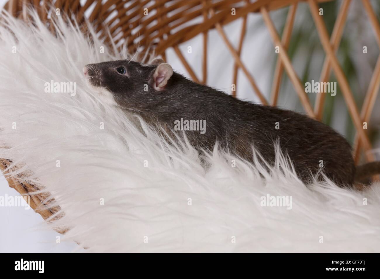 fancy rat at sheepskin Stock Photo - Alamy