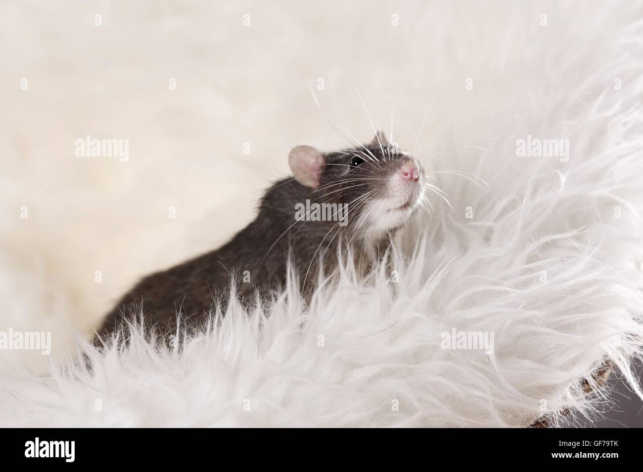 fancy rat at sheepskin Stock Photo - Alamy