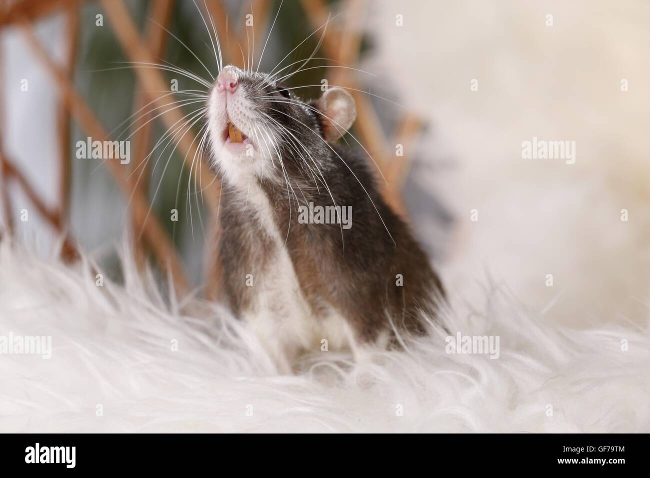 fancy rat at sheepskin Stock Photo - Alamy