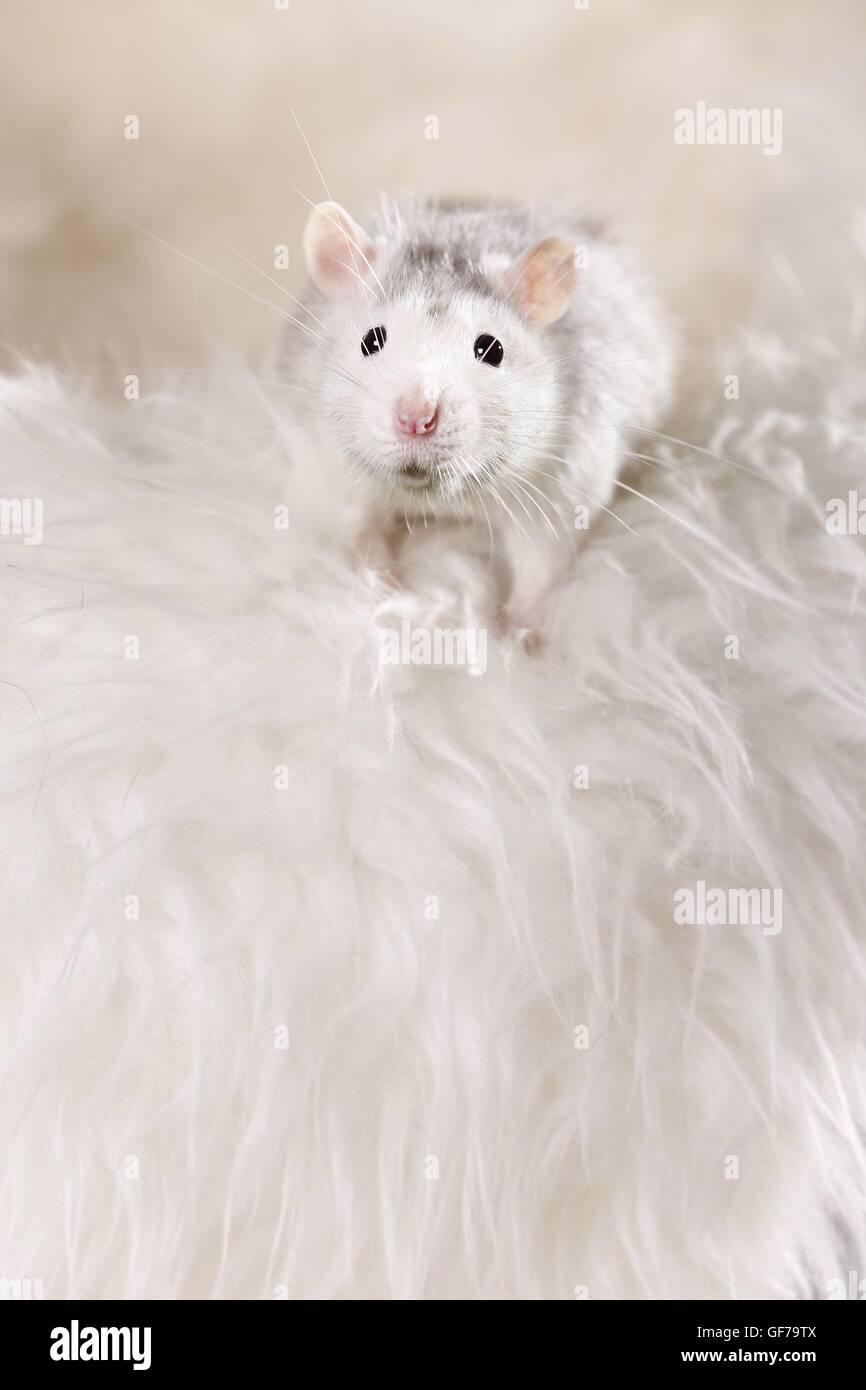 Rat husky hi-res stock photography and images - Alamy