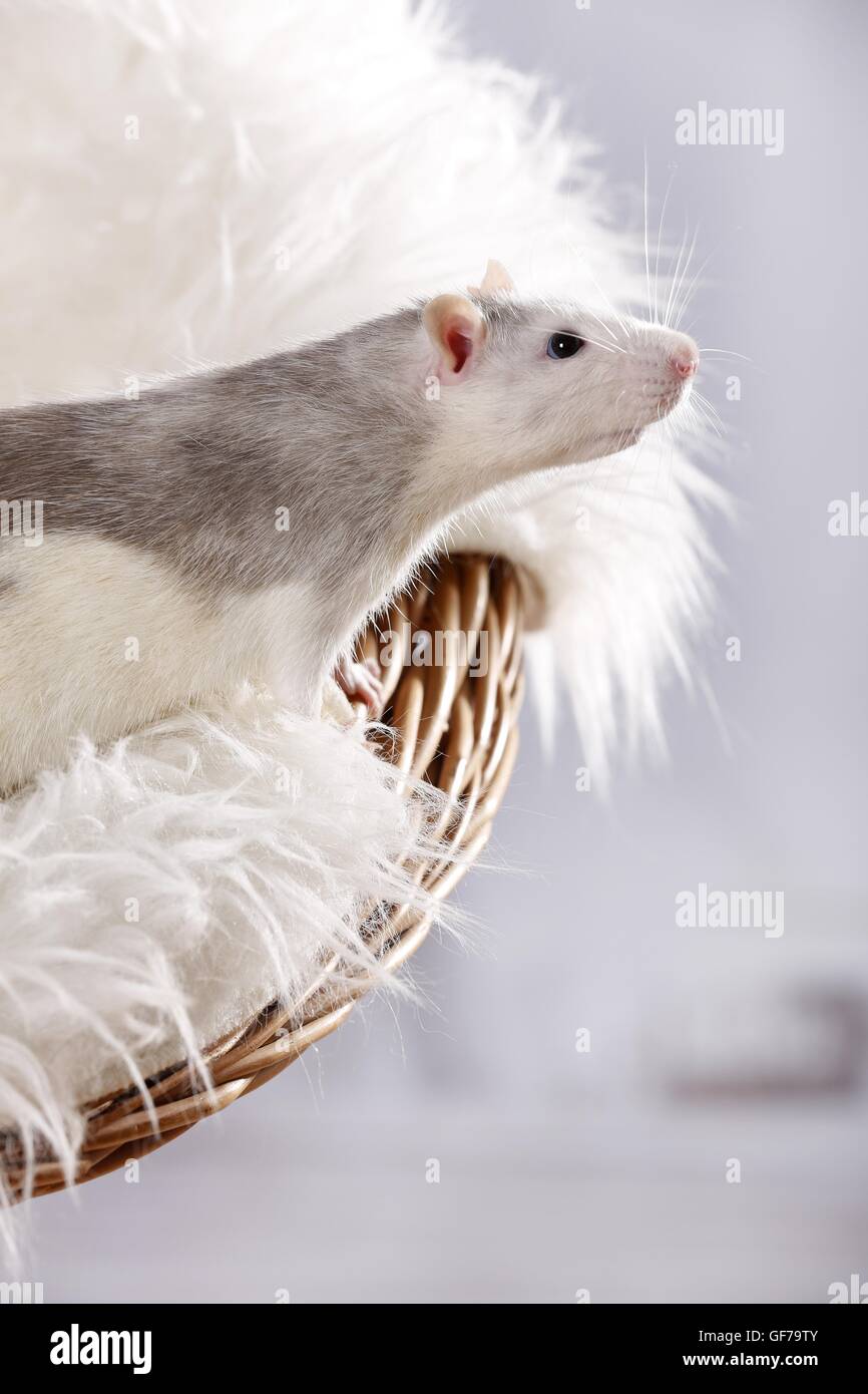Male fancy rats hi-res stock photography and images - Alamy