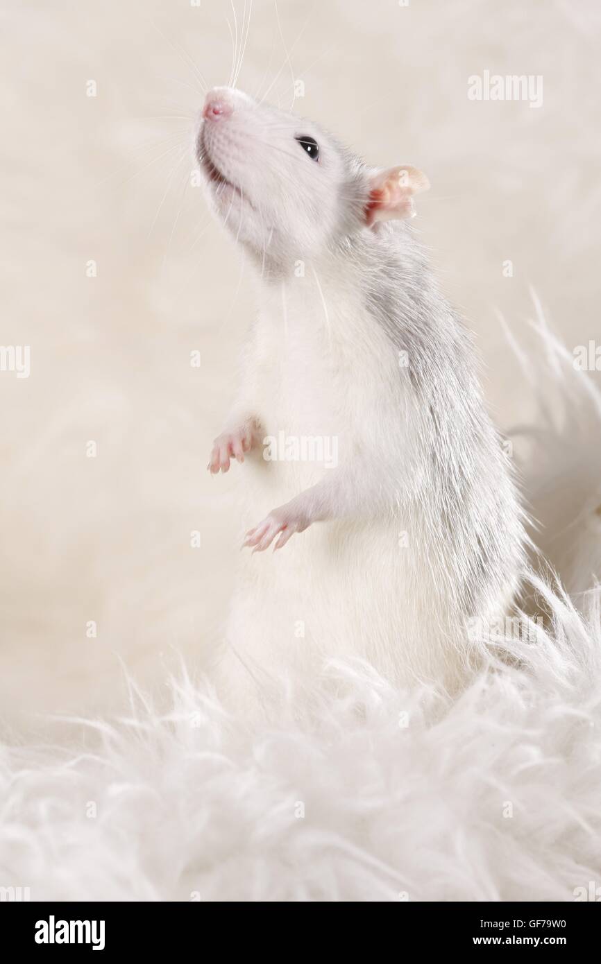 fancy rat at sheepskin Stock Photo - Alamy