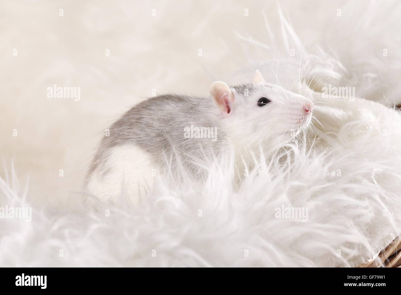 fancy rat at sheepskin Stock Photo - Alamy