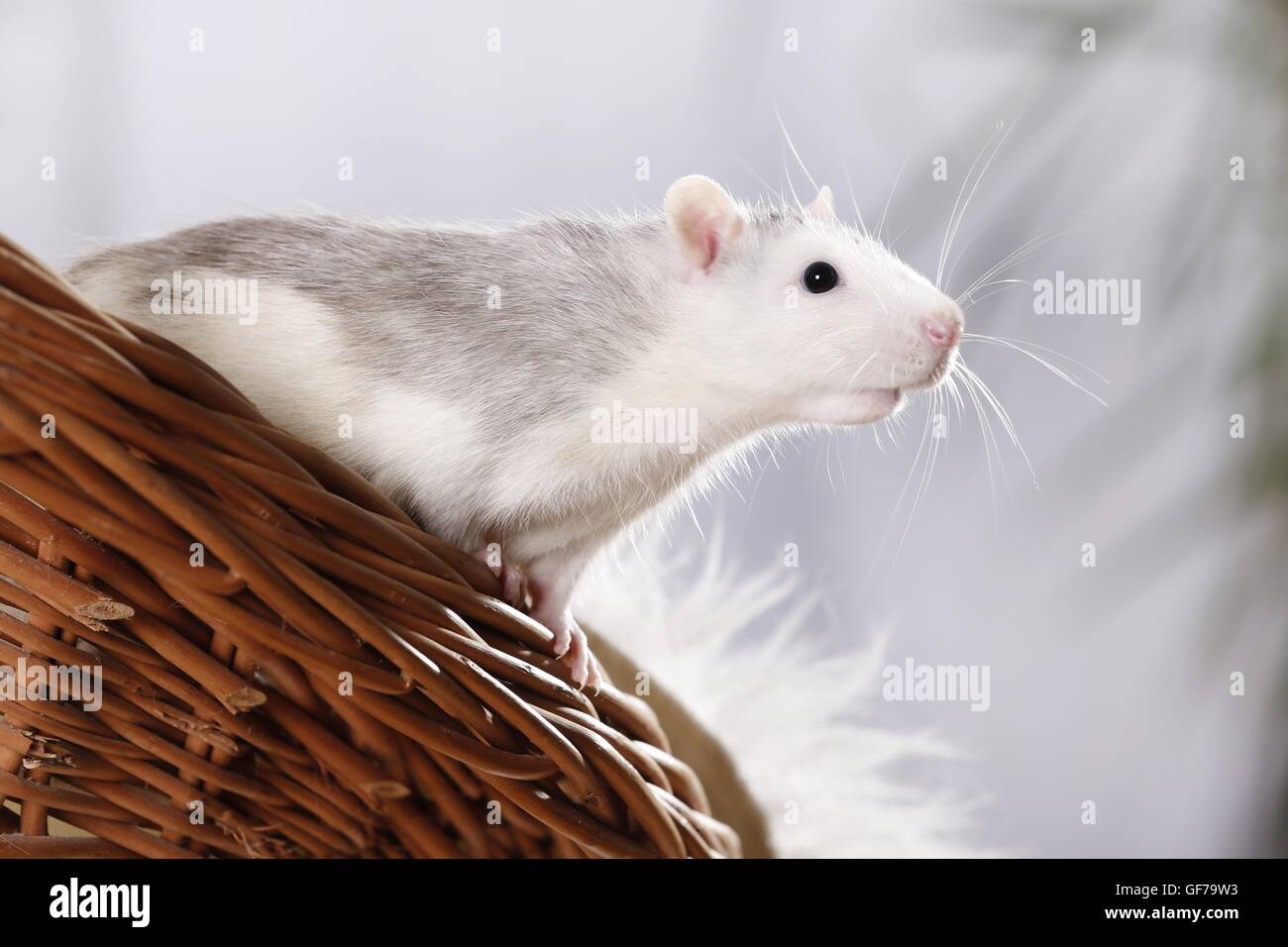 Fancy Pet Rats White