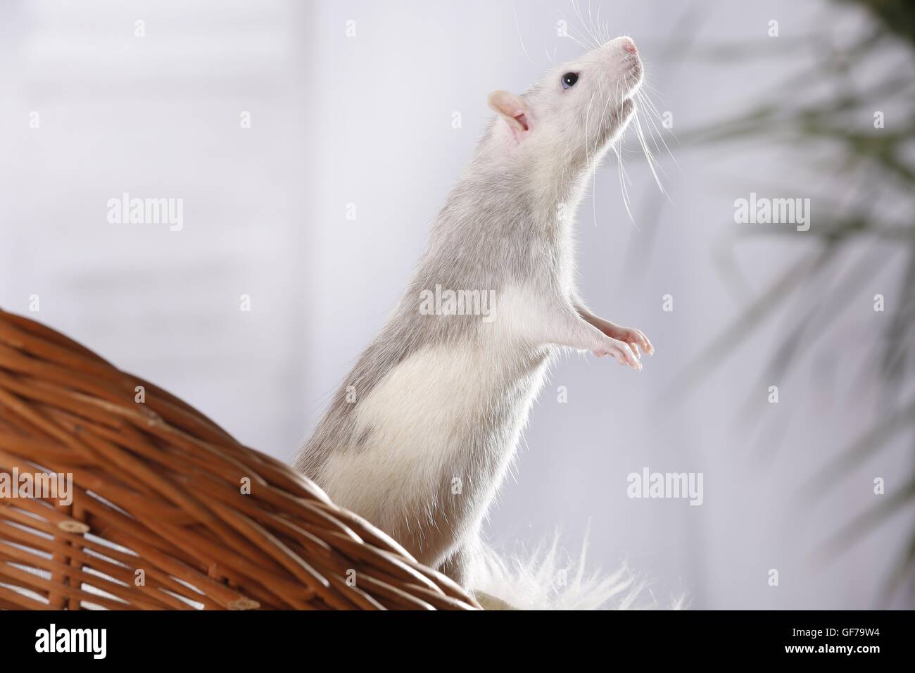 Male fancy rats hi-res stock photography and images - Alamy