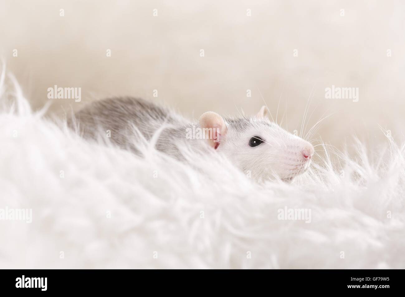 Husky rat hi-res stock photography and images - Alamy