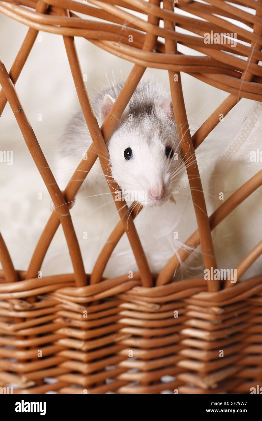 Curious white rat hi-res stock photography and images - Alamy