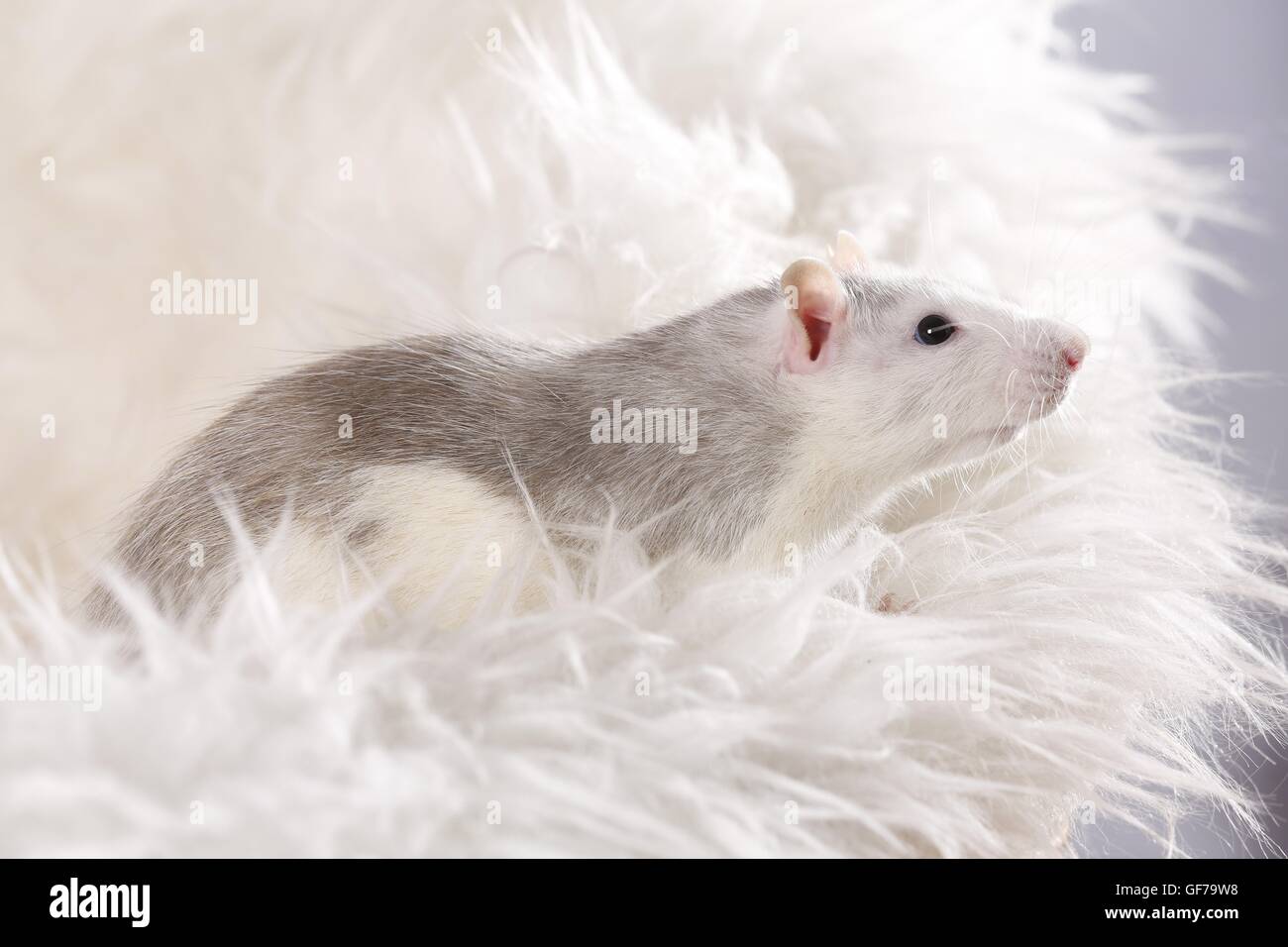 fancy rat at sheepskin Stock Photo - Alamy