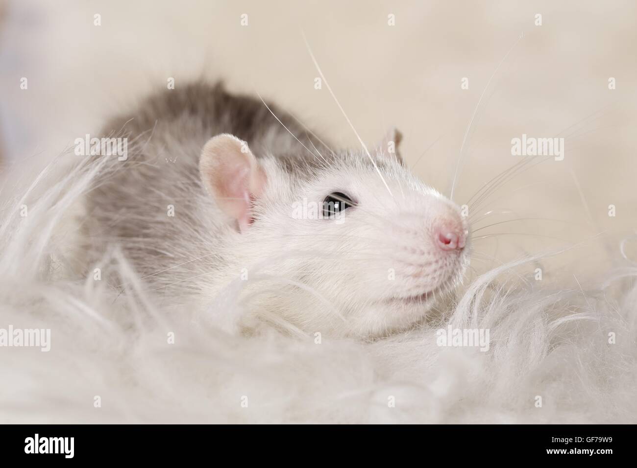 fancy rat at sheepskin Stock Photo - Alamy