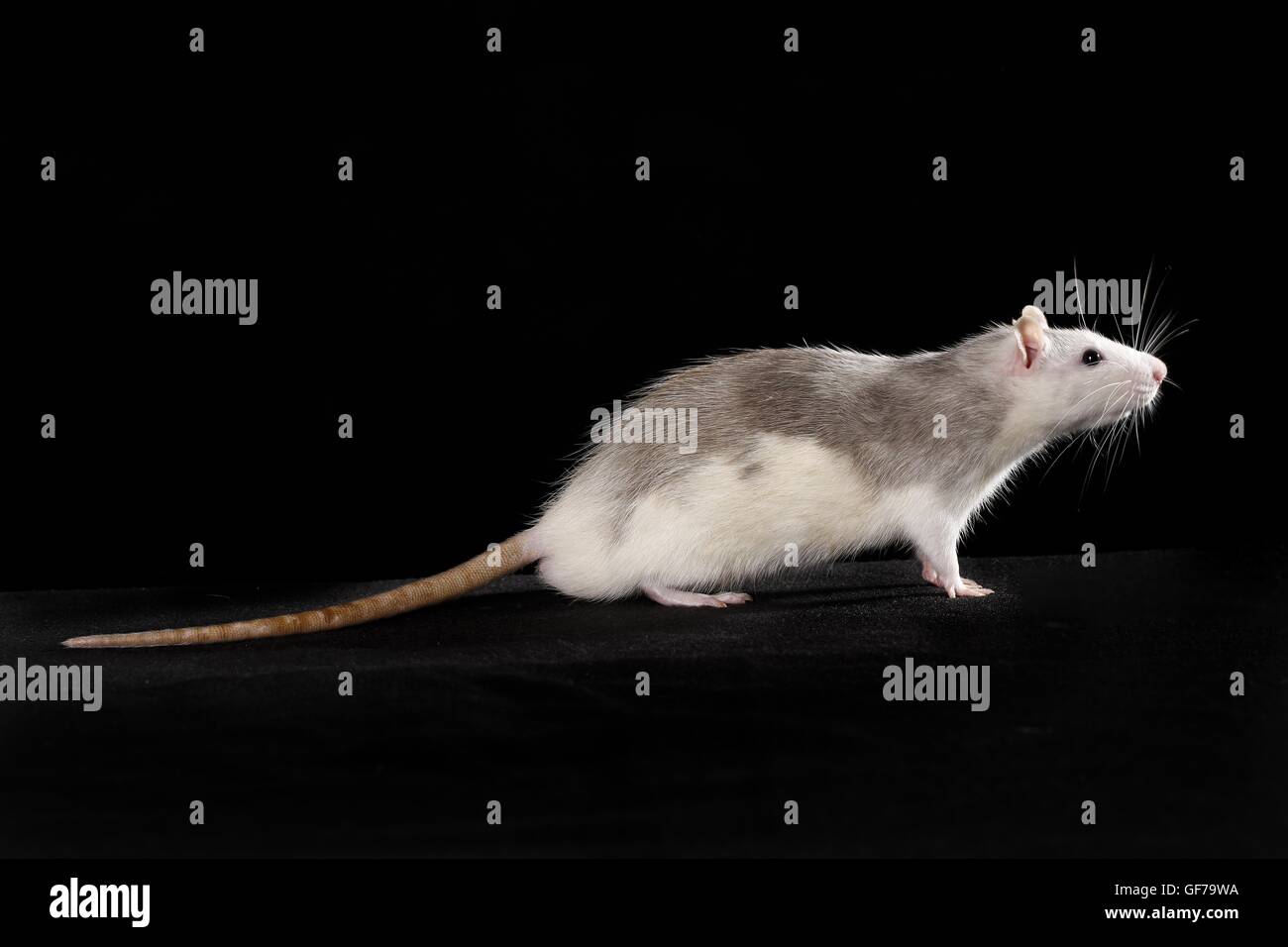 fancy rat at black background Stock Photo - Alamy