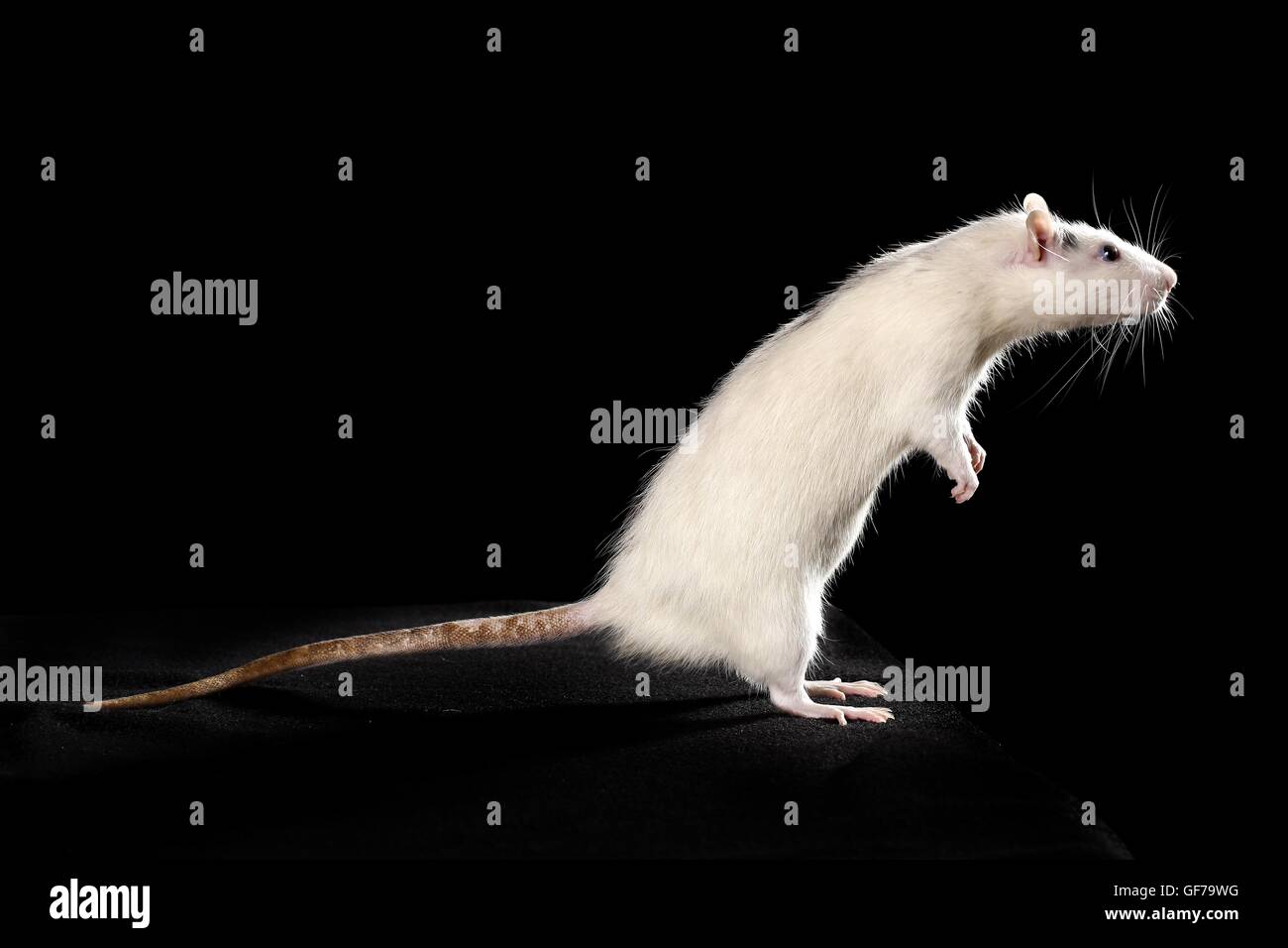 fancy rat at black background Stock Photo - Alamy