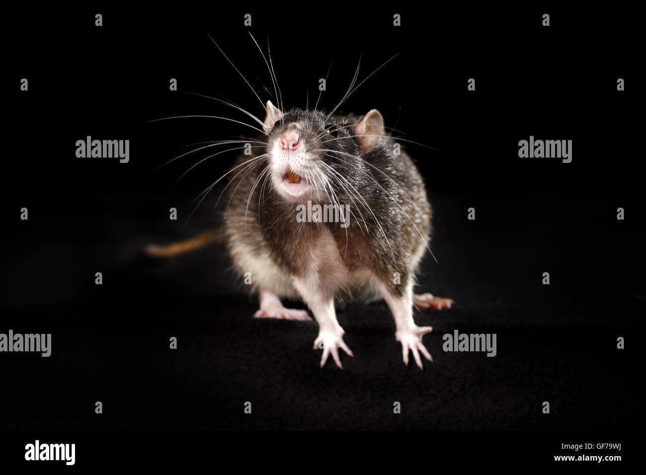 fancy rat at black background Stock Photo - Alamy